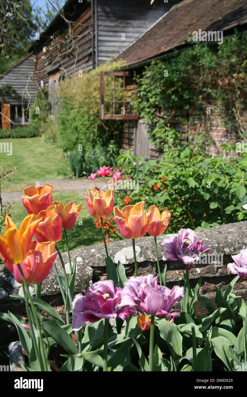 Tulips next to converted barn Stock Photo - Alamy