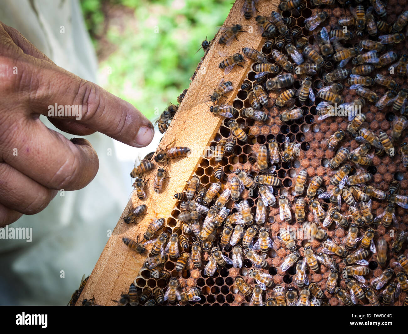 Bee Colonies High Resolution Stock Photography and Images - Alamy