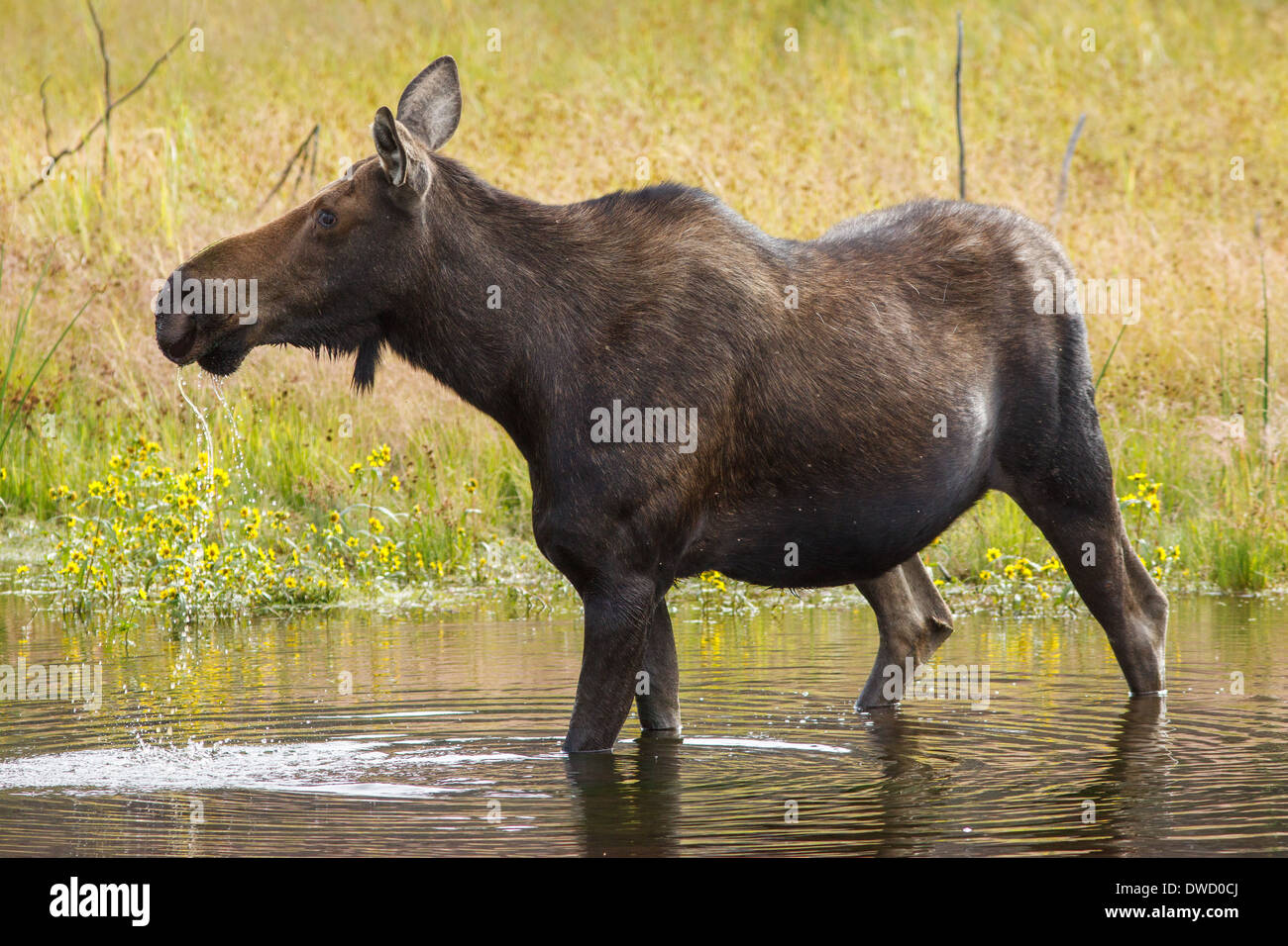 a nice moose calf enjoys a pond in Grand Teton National Park Stock ...