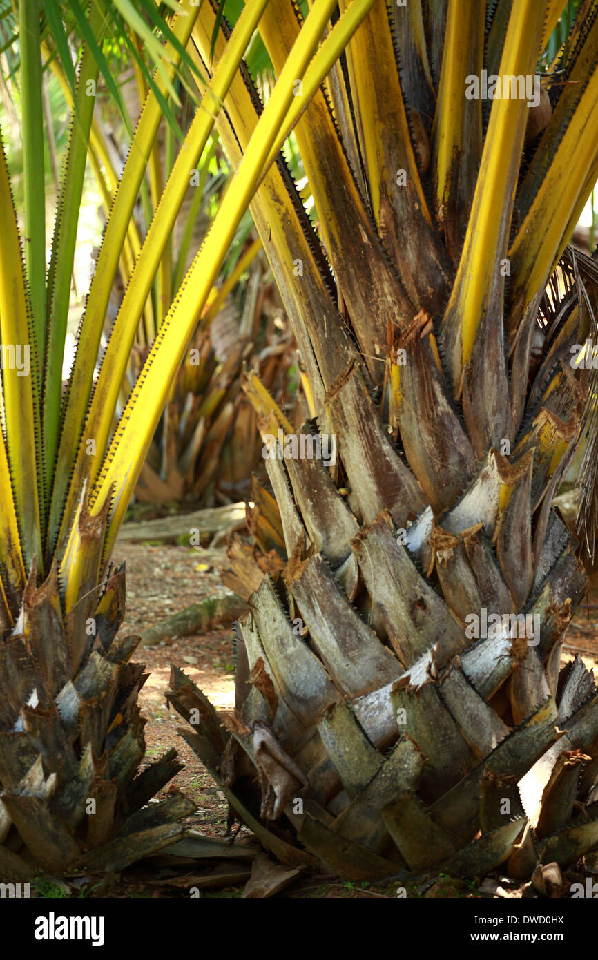Yellow palm tree Stock Photo - Alamy