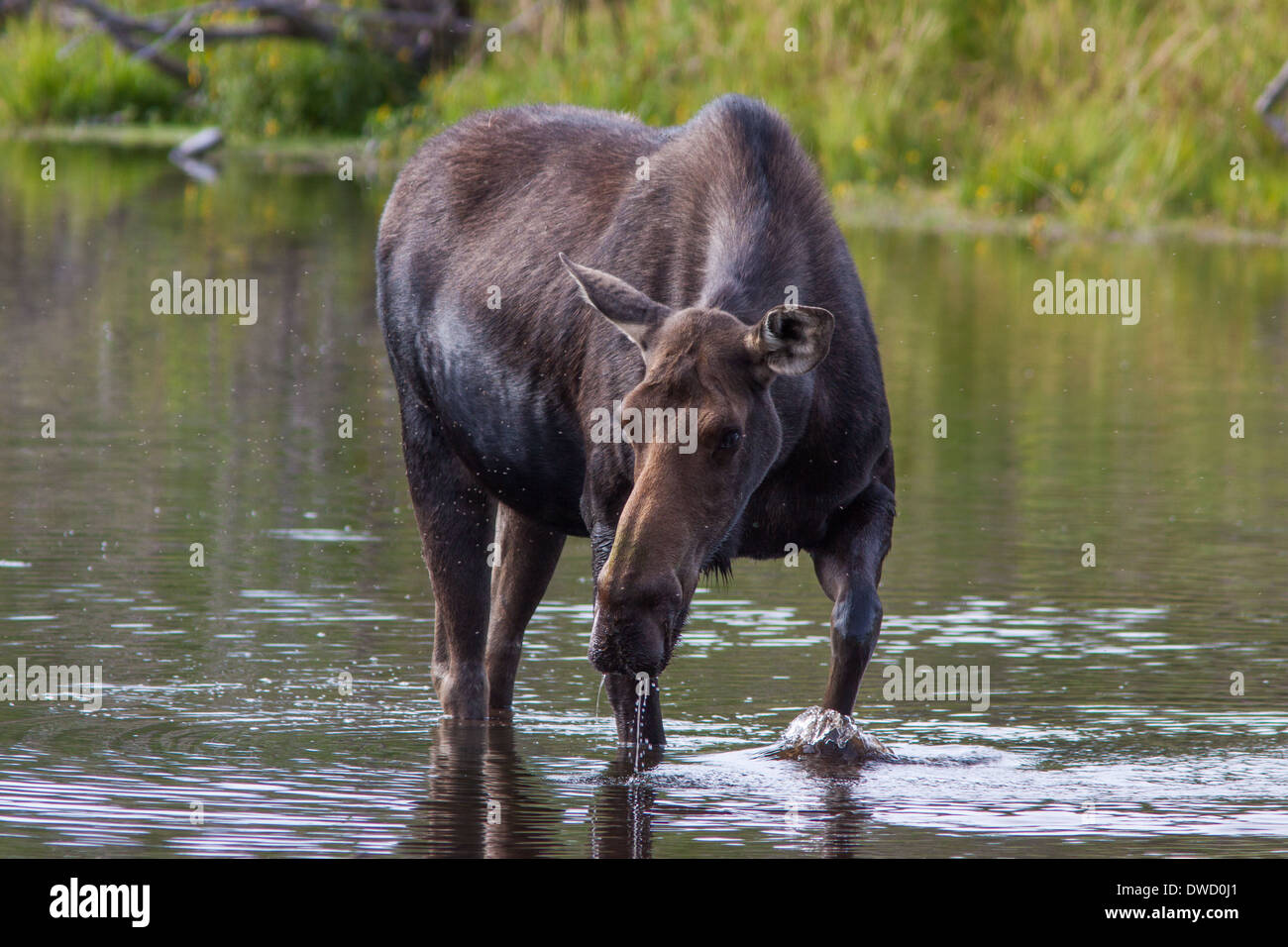 Big cow hi-res stock photography and images - Alamy