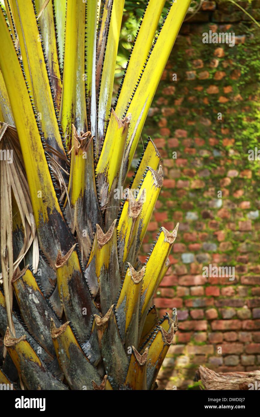 Date farm asia hi-res stock photography and images - Alamy