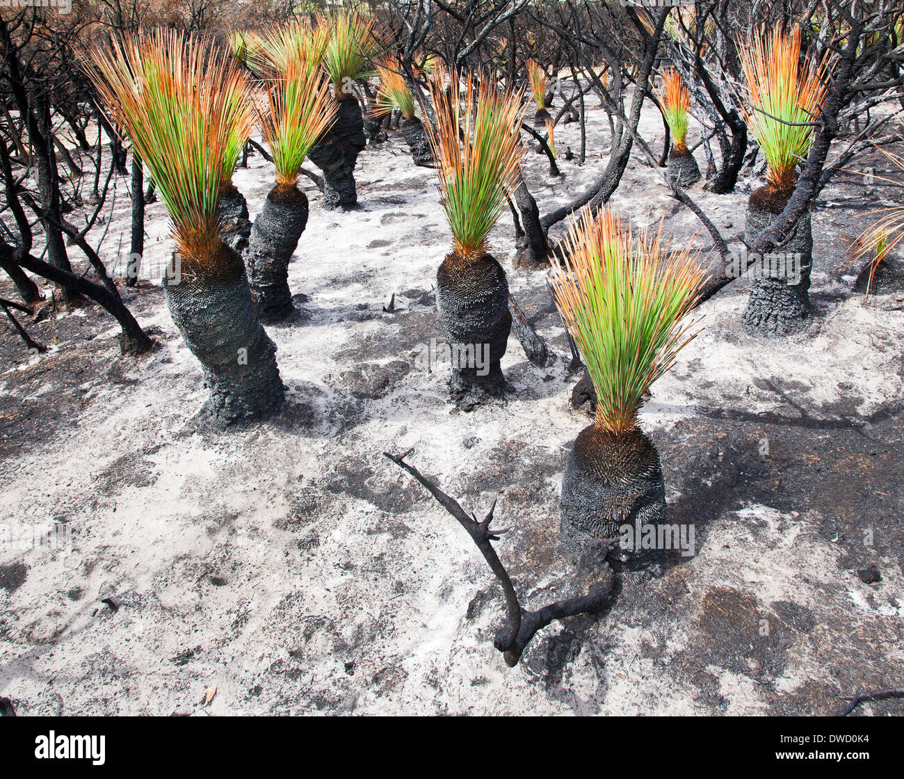 Bushfire wildfire regeneration regrowth hi-res stock photography and ...