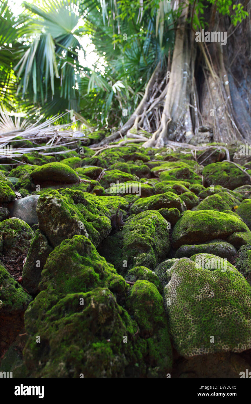 Ruin of abandoned building covered with roots on Ross Island. Andaman ...