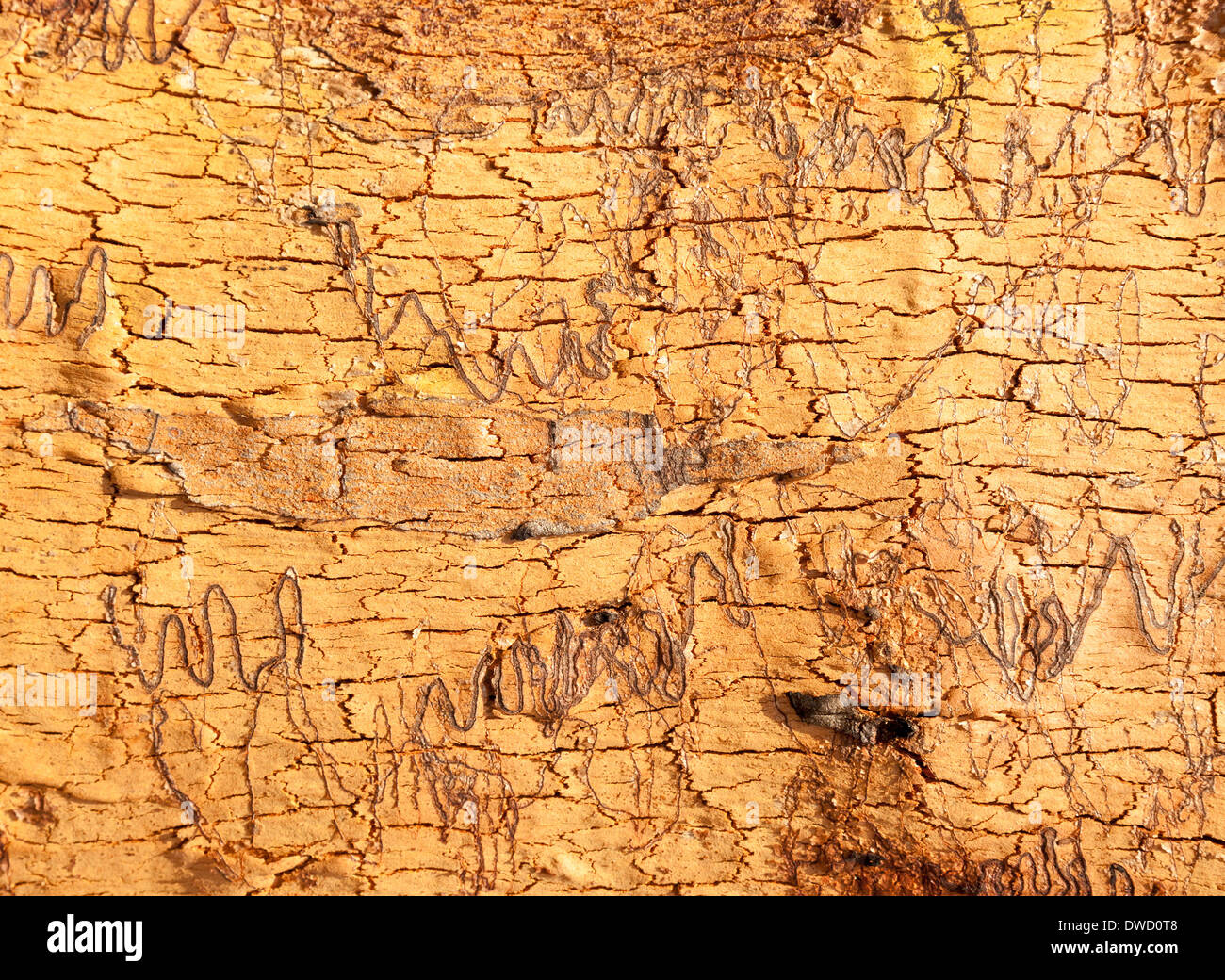 scribble tree bark texture these trees have just been burnt Stock Photo ...