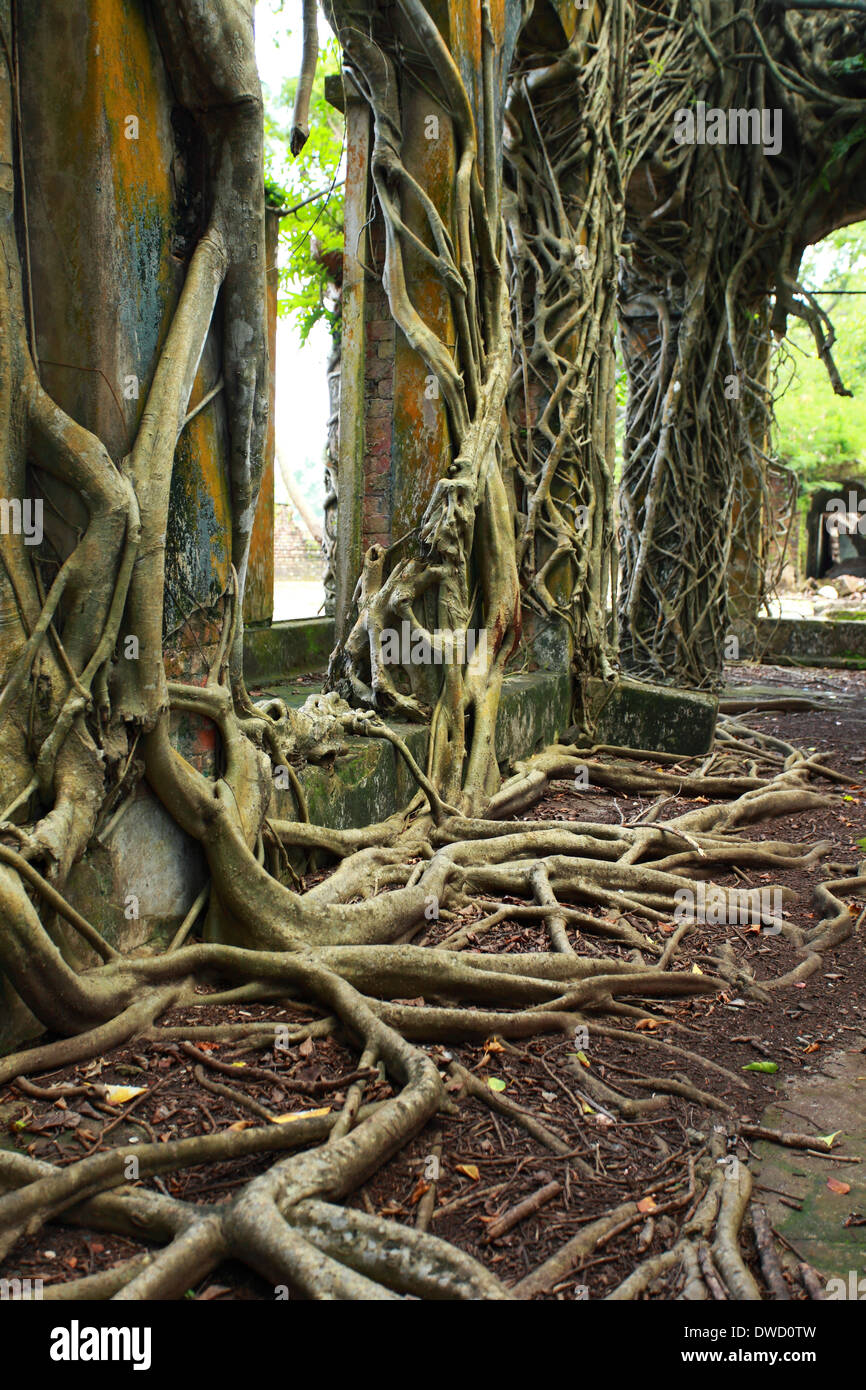 Ruin of abandoned building covered with roots on Ross Island. Andaman ...