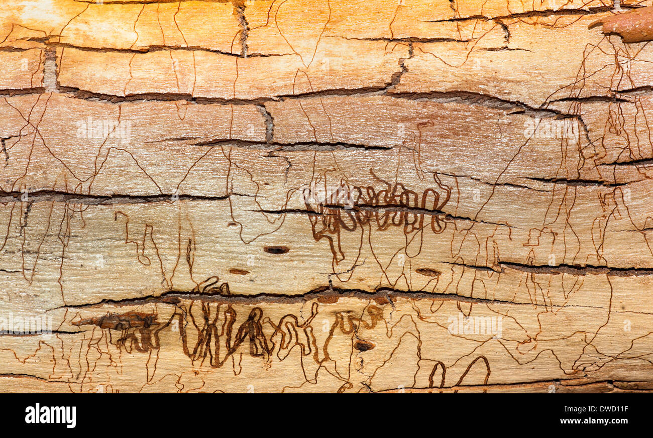 scribble tree bark texture these trees have just been burnt Stock Photo ...