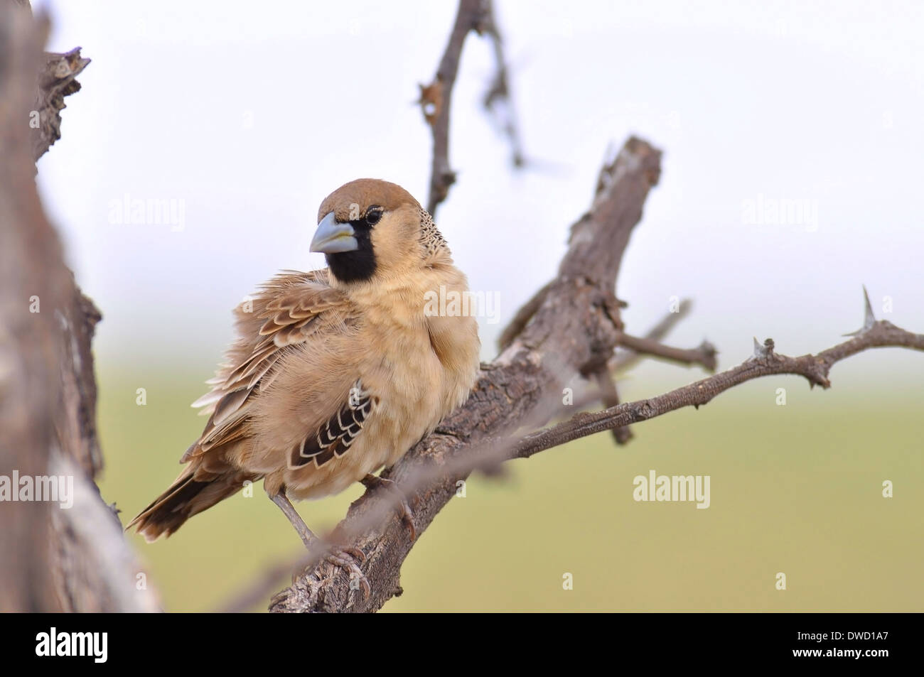 Social Finch - Light Brown with Black Face Stock Photo - Alamy