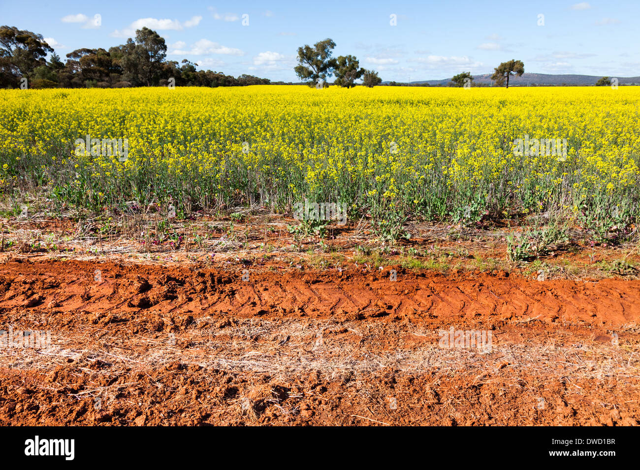 NSW outback near Cowra Stock Photo - Alamy