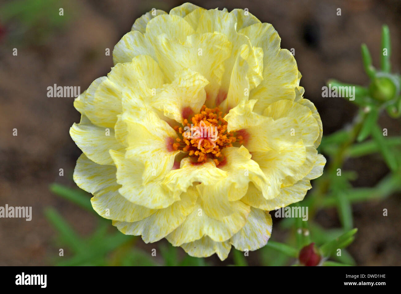 Frilly hi-res stock photography and images - Alamy