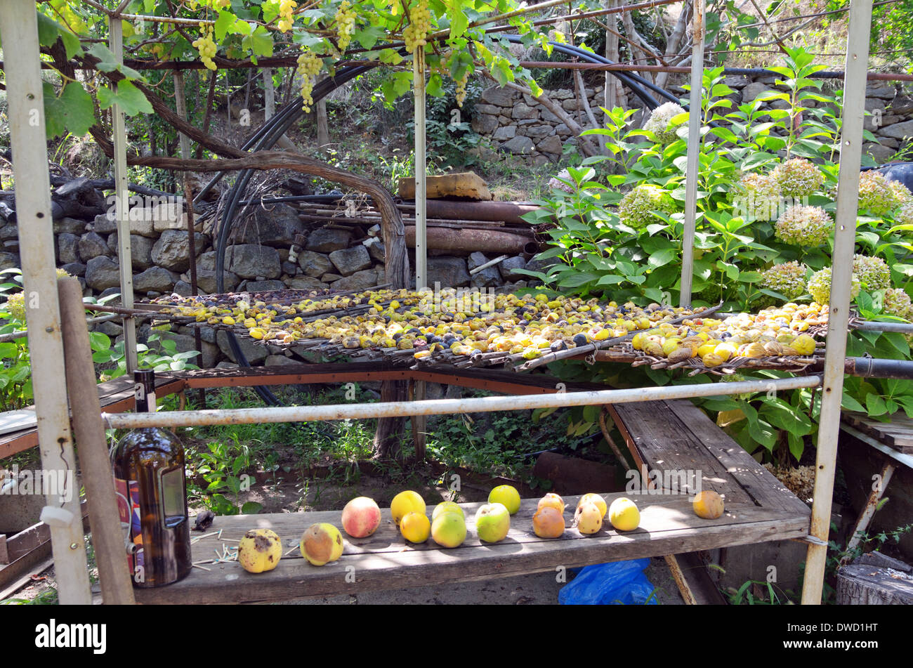 Ginger getting dry under the sun in the garden, Meghri, Armenia Stock ...