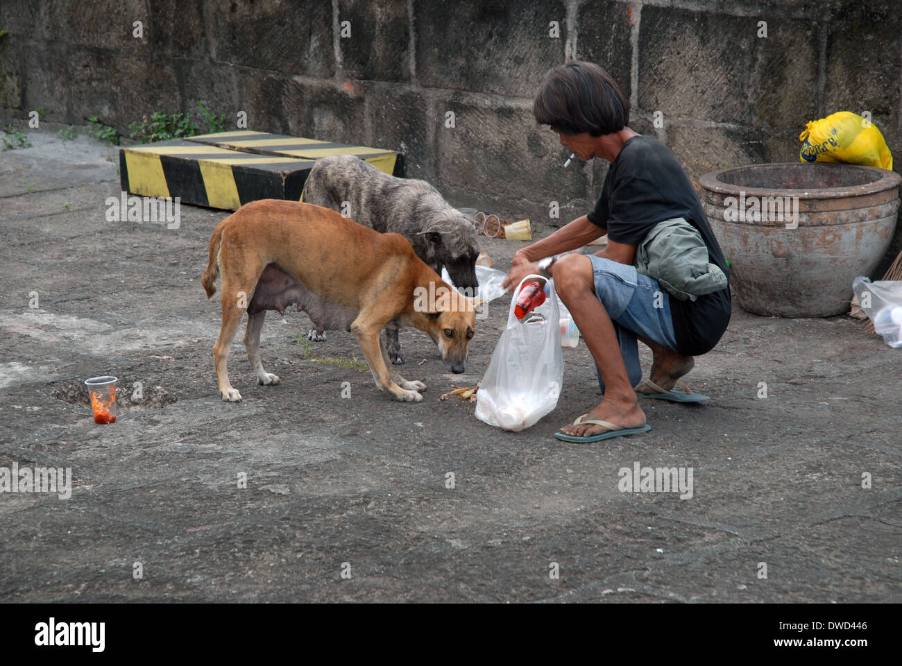 Stray Dogs at Fort Santiago, Manila, Luzon, Philippines Stock Photo - Alamy