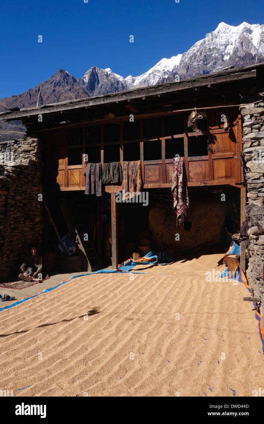 Grain drying hi-res stock photography and images - Alamy