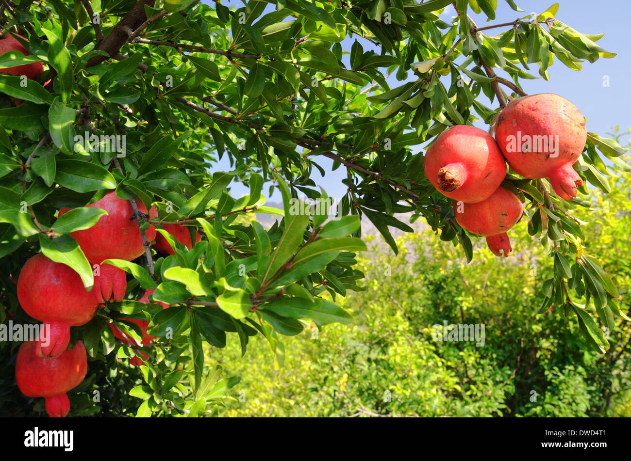 Pomegranates orchard, Meghri, Armenia - Aug 2013 Stock Photo: 67286689 ...