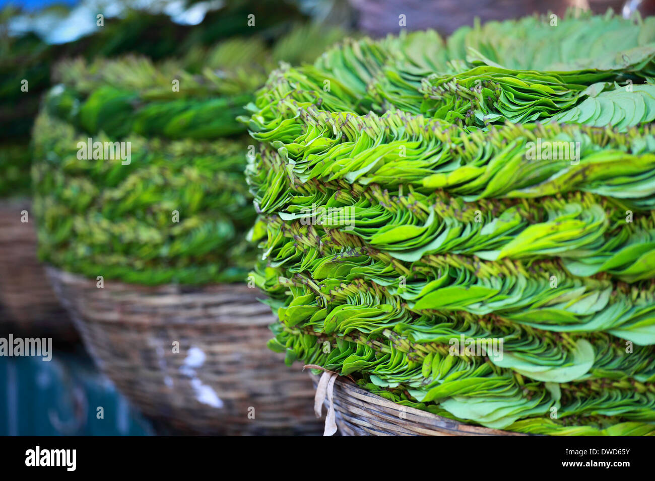 Green leaves in local market in India Stock Photo - Alamy
