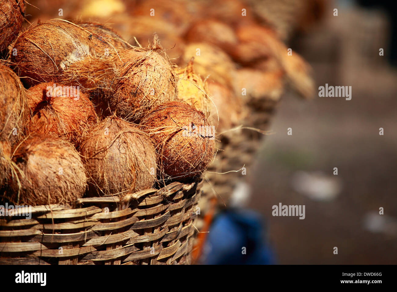 Tasty organic coconuts at local market in India Stock Photo - Alamy