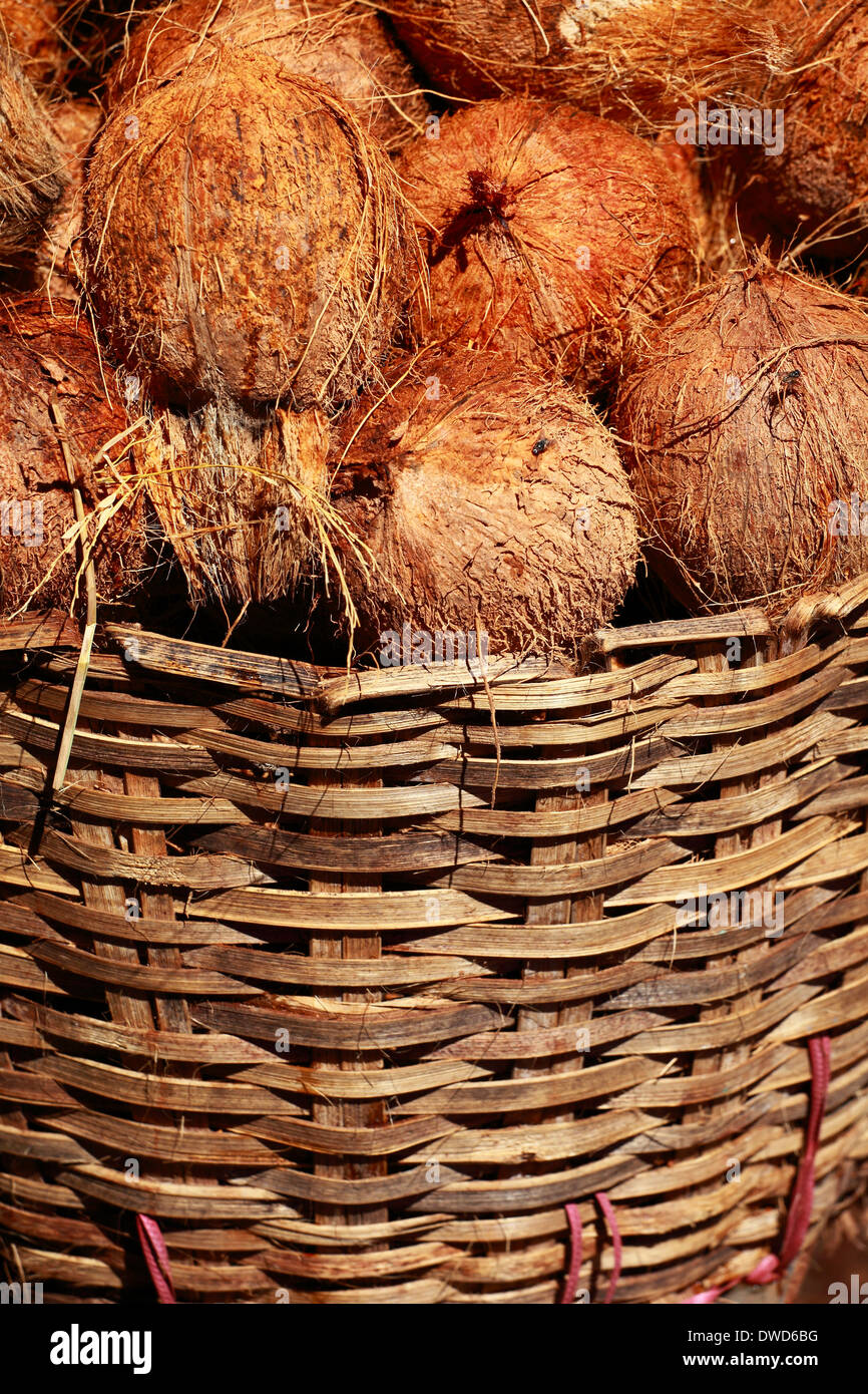 Tasty organic coconuts at local market in India Stock Photo - Alamy