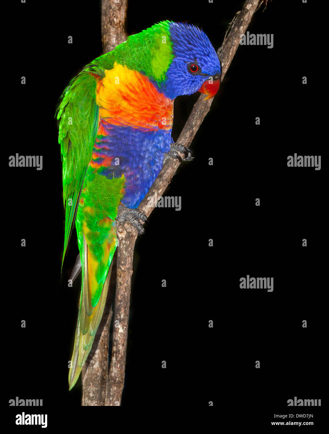 common native parrot the lorikeet, often kept as pets, noisy and cheeky ...