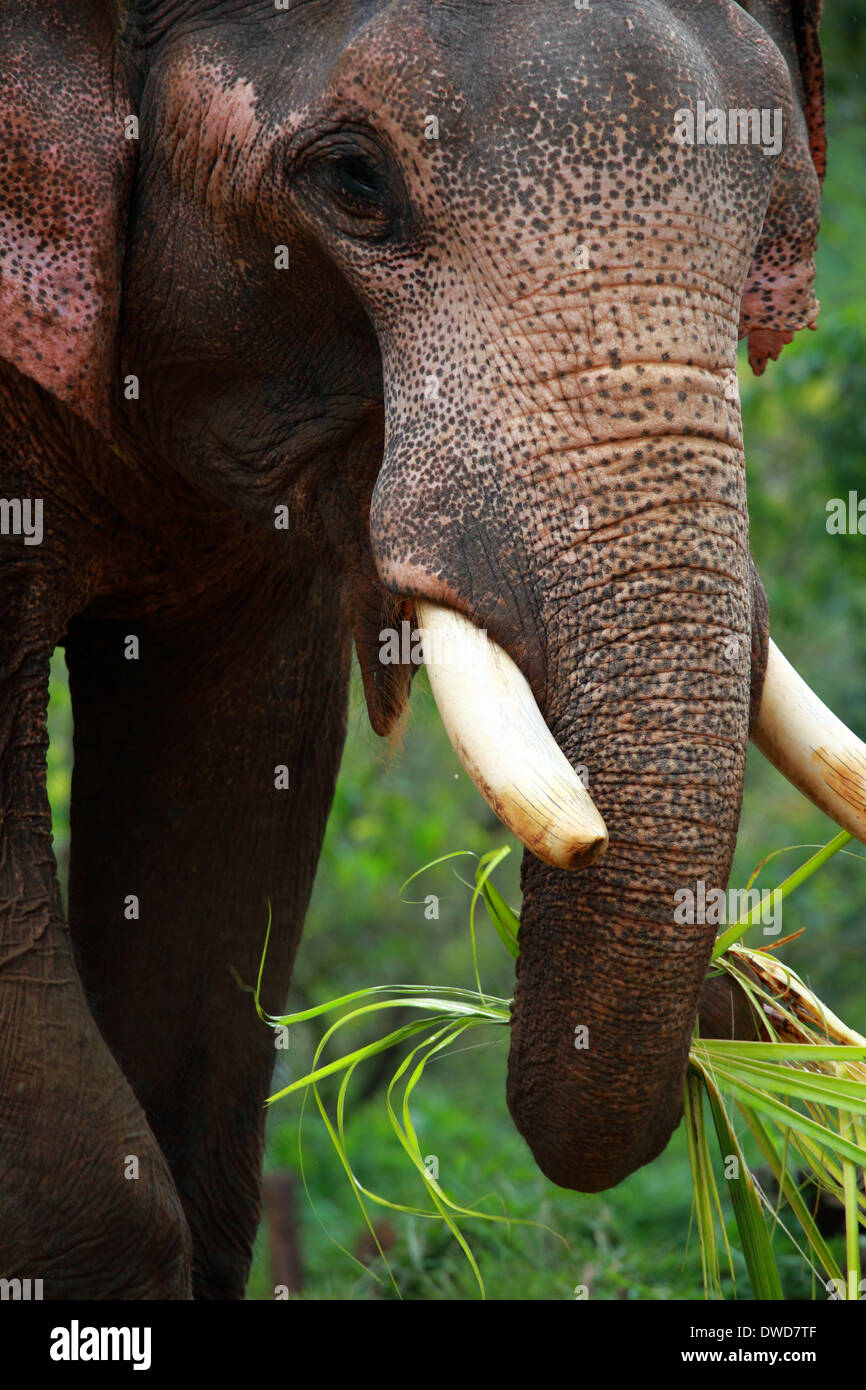 Asian Elephant head close up Stock Photo - Alamy