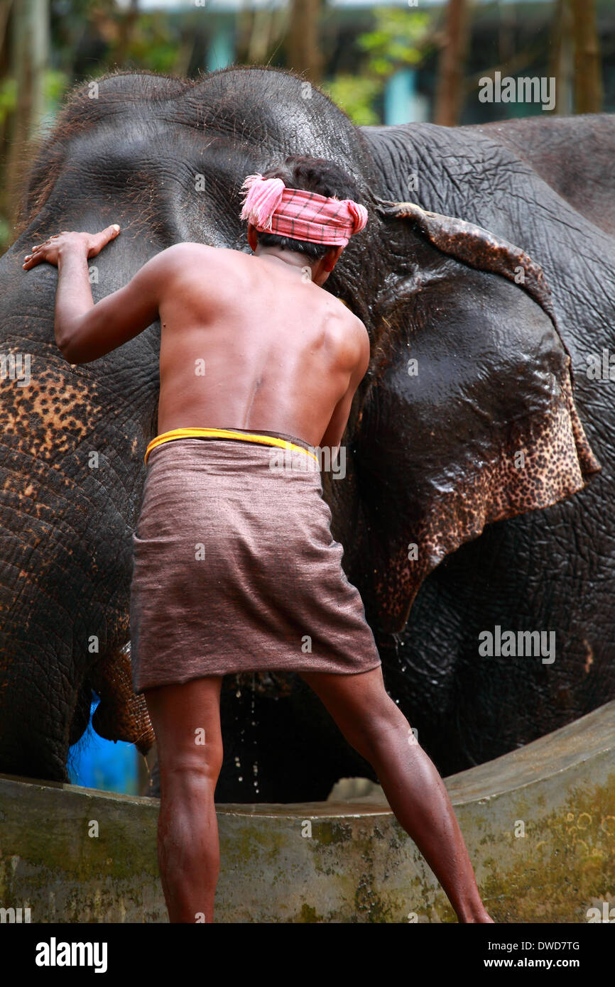 Man washing his elephant Stock Photo - Alamy