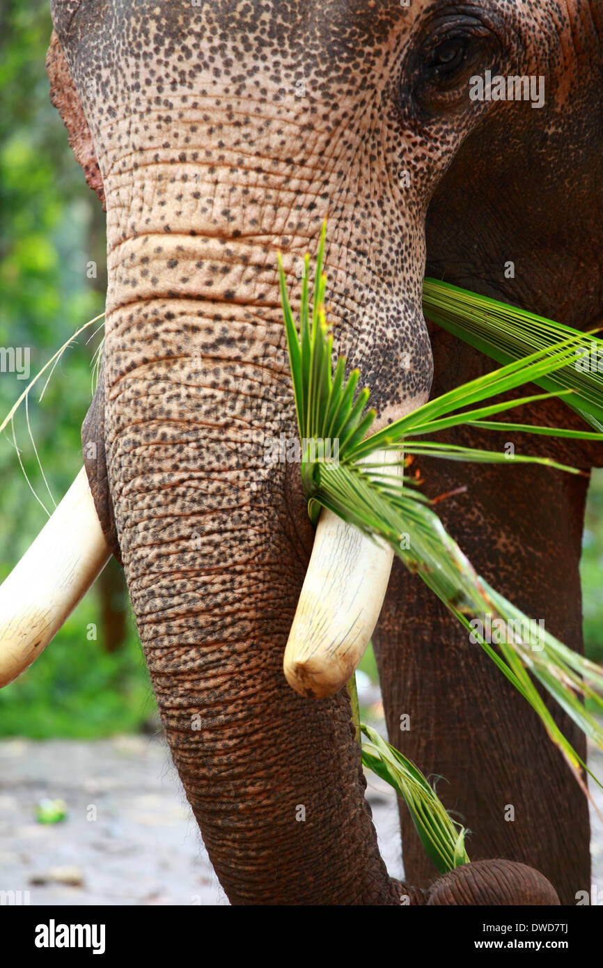 Elephants playing, eating sugar cane with their herd Stock Photo - Alamy
