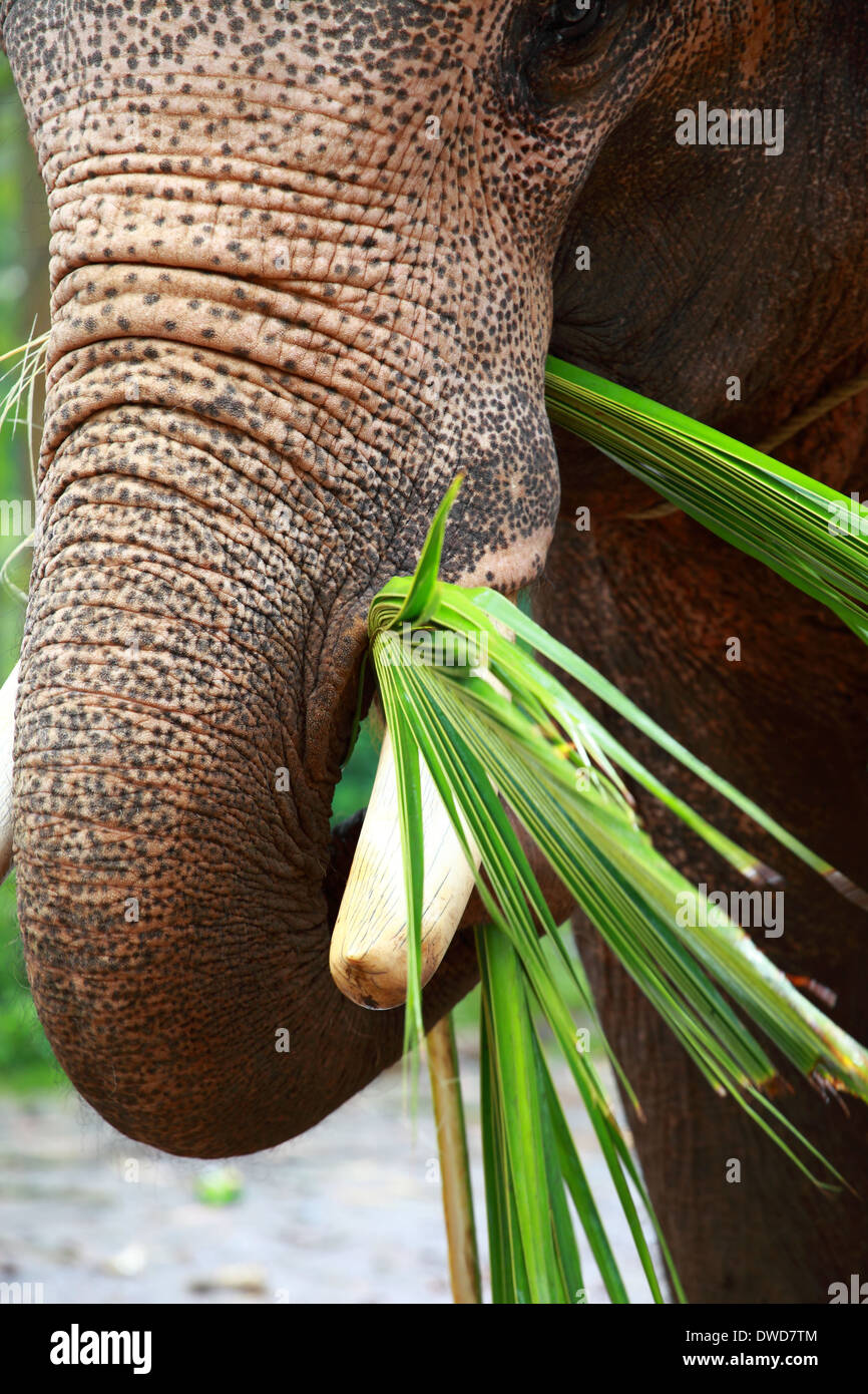 Asian Elephant head close up Stock Photo - Alamy