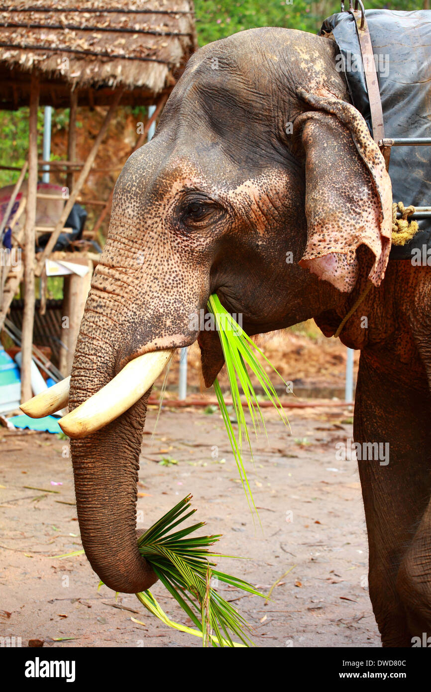Elephants playing, eating sugar cane with their herd Stock Photo - Alamy