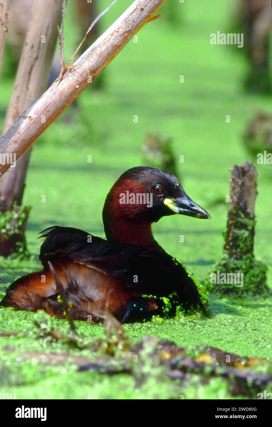 Little Grebe (Tachybaptus ruficollis) adult in breeding plumage on the ...