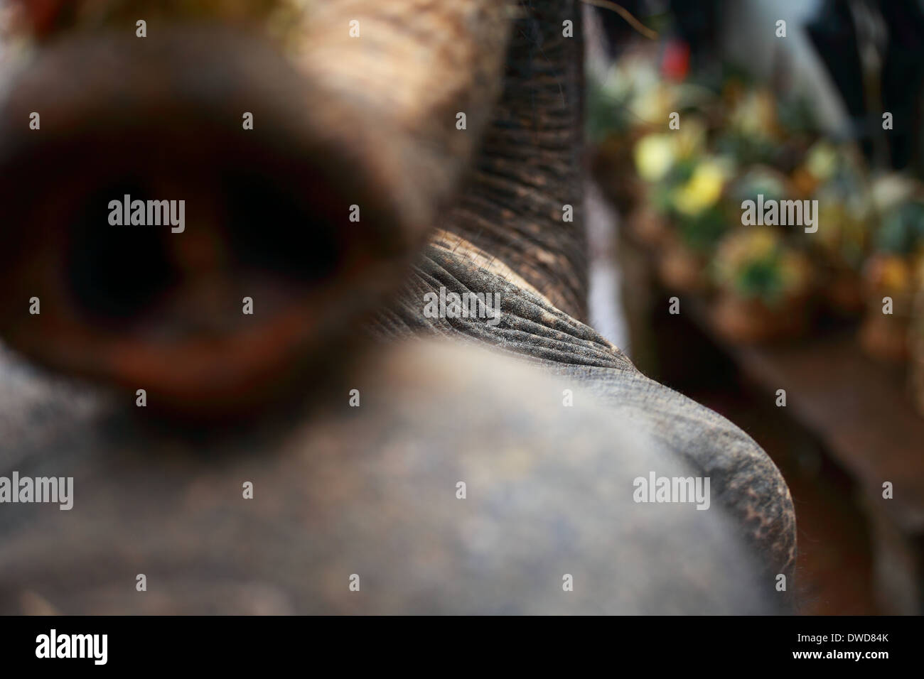 Head of an elephant with upturned trunk. Riding the elephant Stock ...