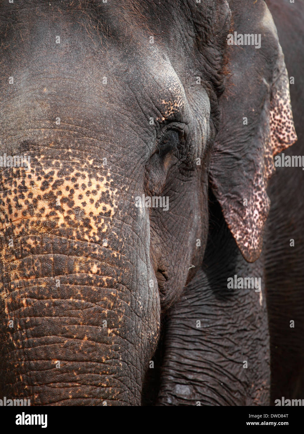 Asian Elephant head close up Stock Photo - Alamy