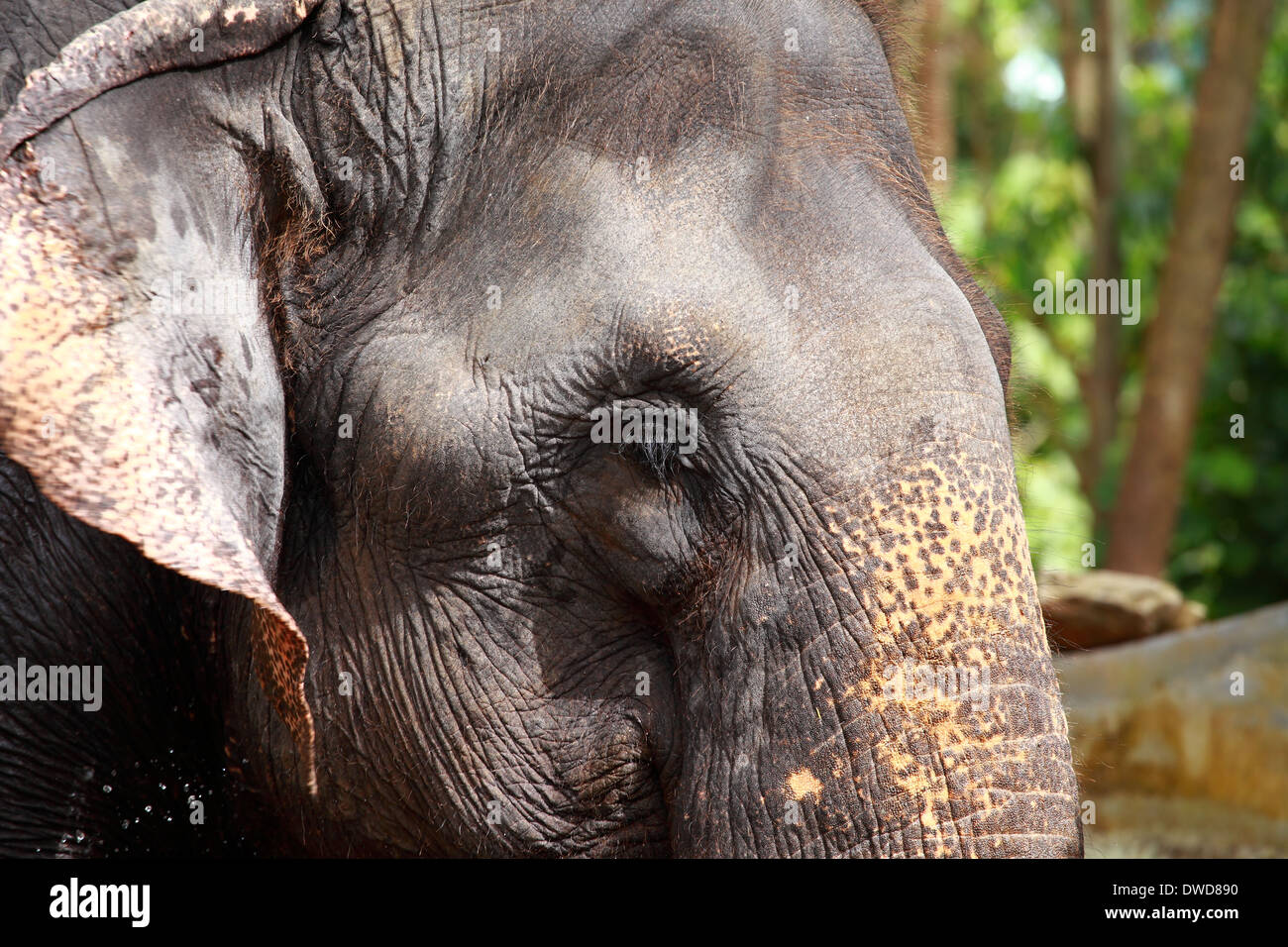 Asian Elephant head close up Stock Photo - Alamy