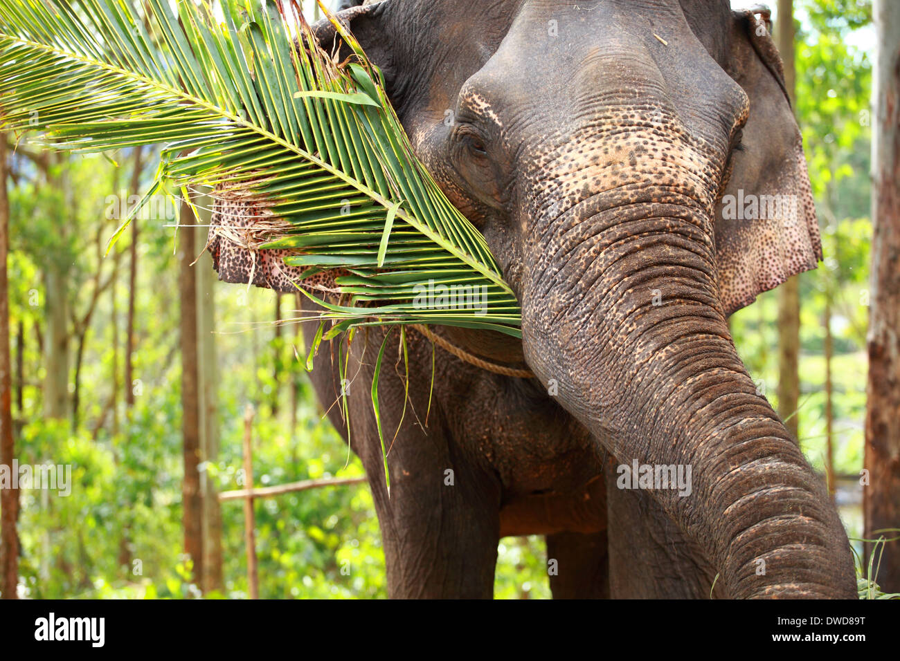 Elephants playing, eating sugar cane with their herd Stock Photo - Alamy