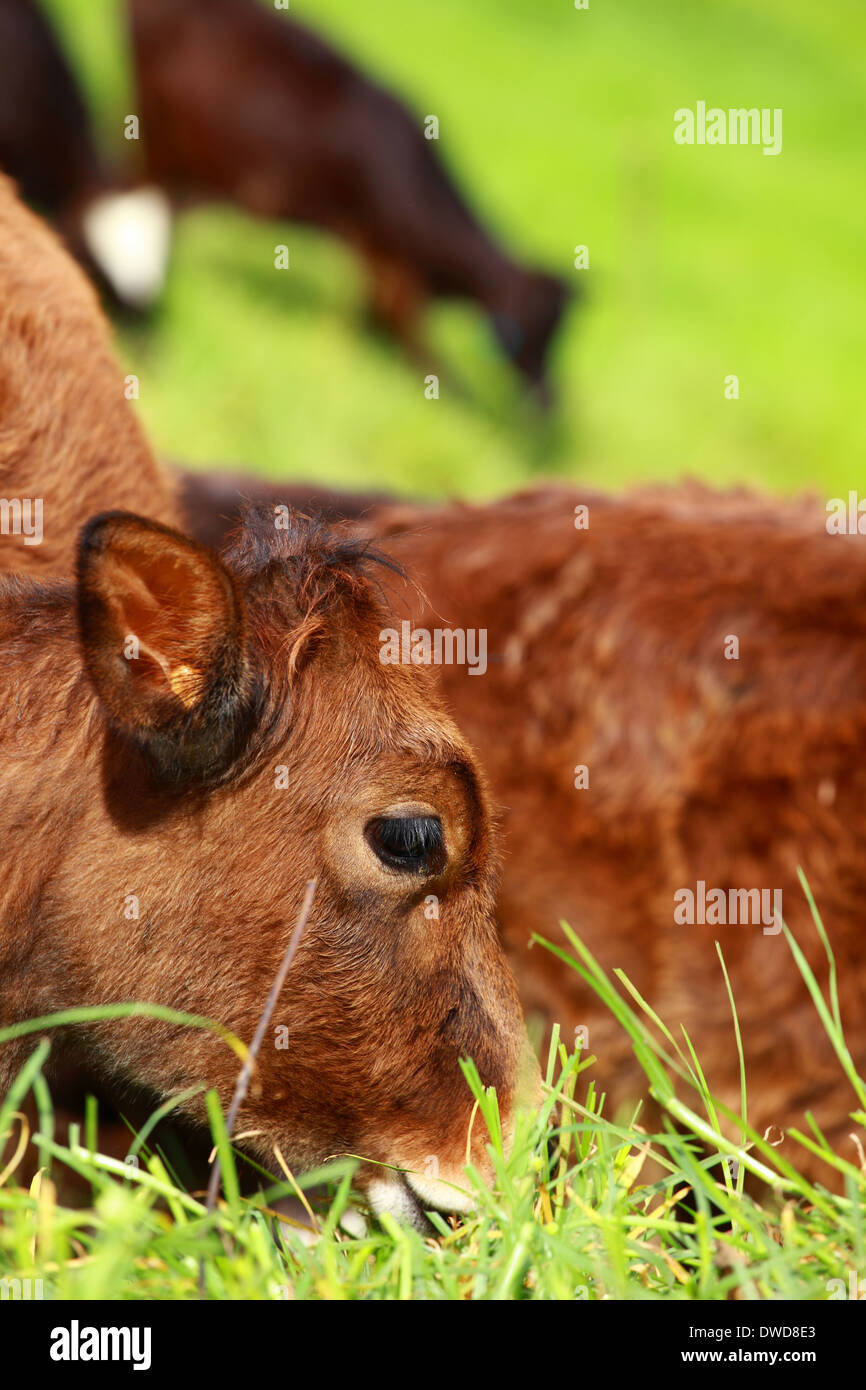Cute calf cow on a rural meadows Stock Photo - Alamy