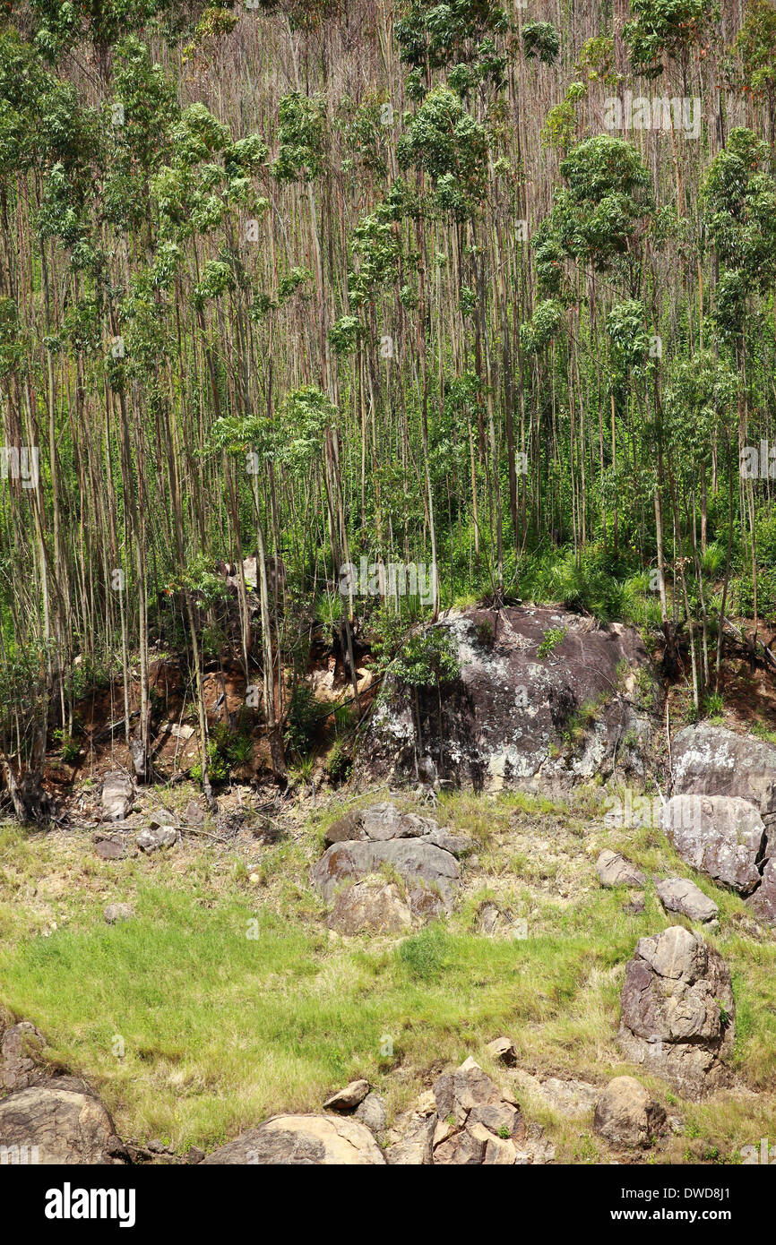 Forest close to Munnar, Kerala, India Stock Photo - Alamy