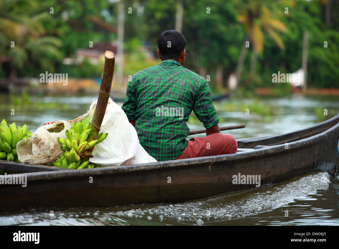 Palm tree tropical forest in backwater of Kochin, Kerala, India Stock ...