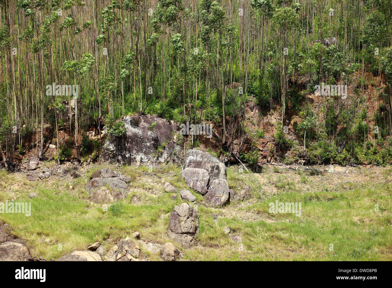 Forest close to Munnar, Kerala, India Stock Photo - Alamy