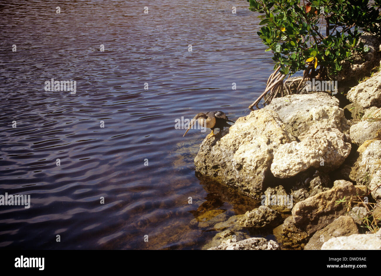 An anhinga prepares to dives, J.N. "Ding" Darling National Wildlife ...