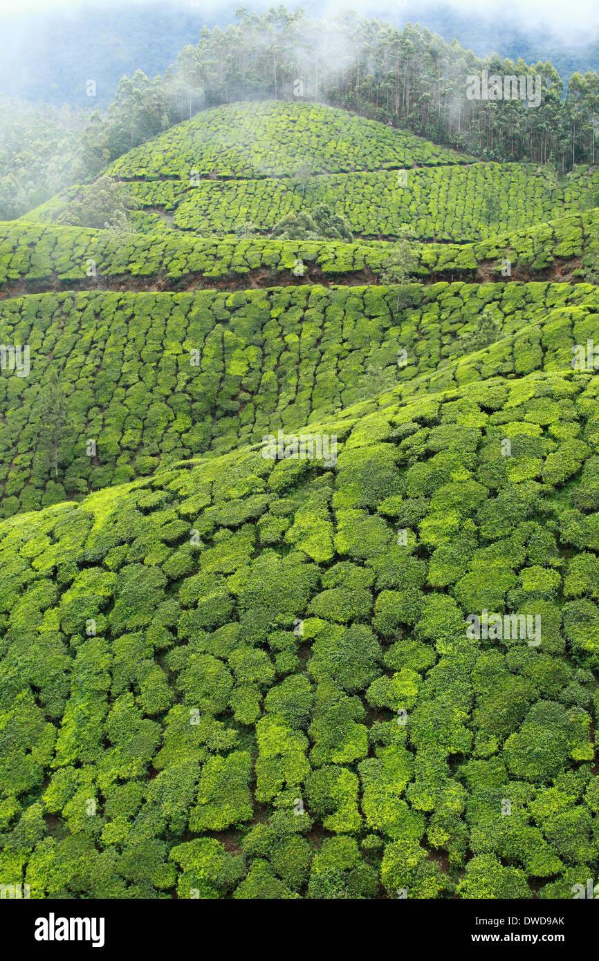 Landscape of green tea plantations. Munnar, Kerala, India Stock Photo ...