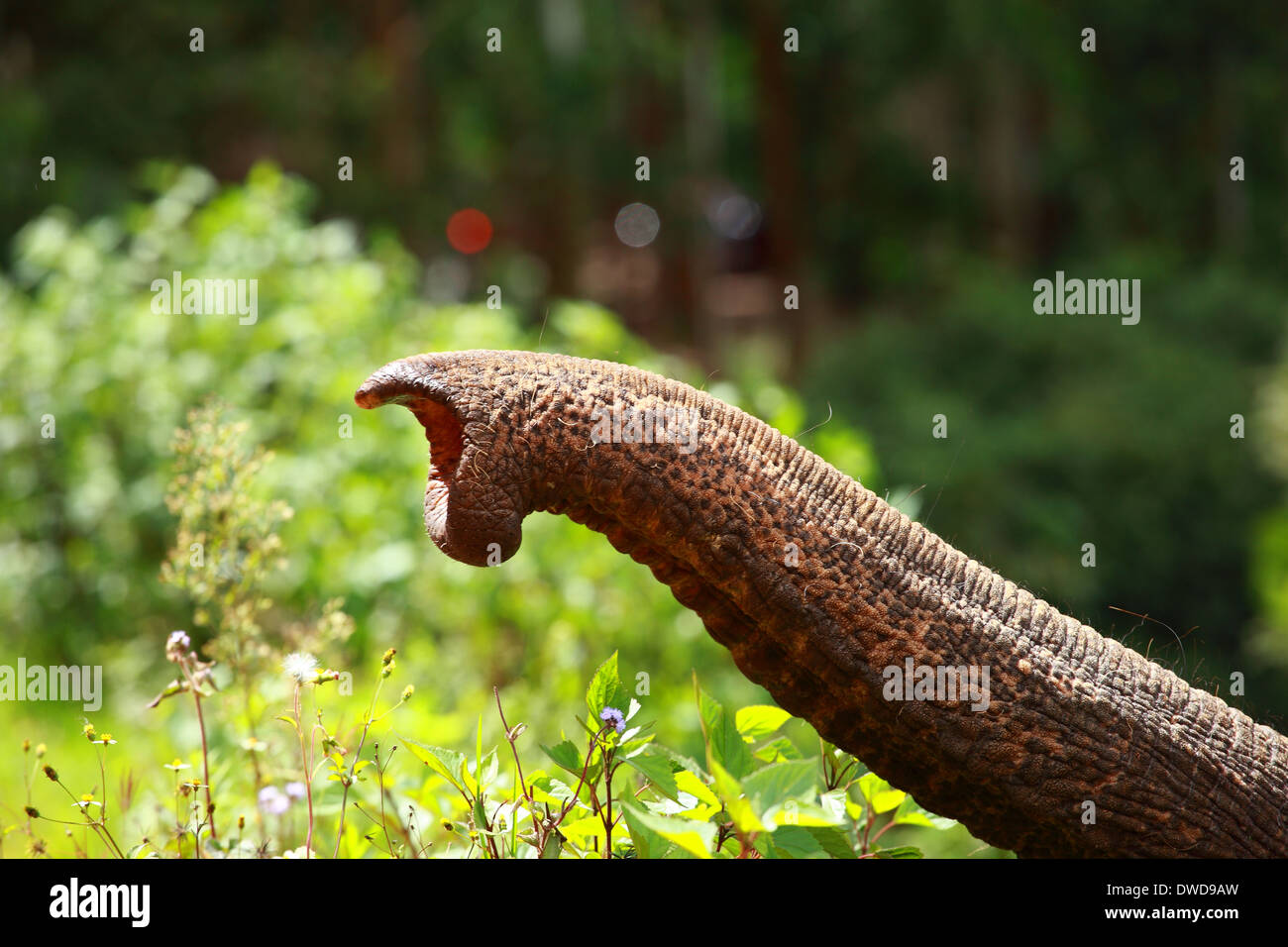 Asian elephant trunk close up hi-res stock photography and images - Alamy