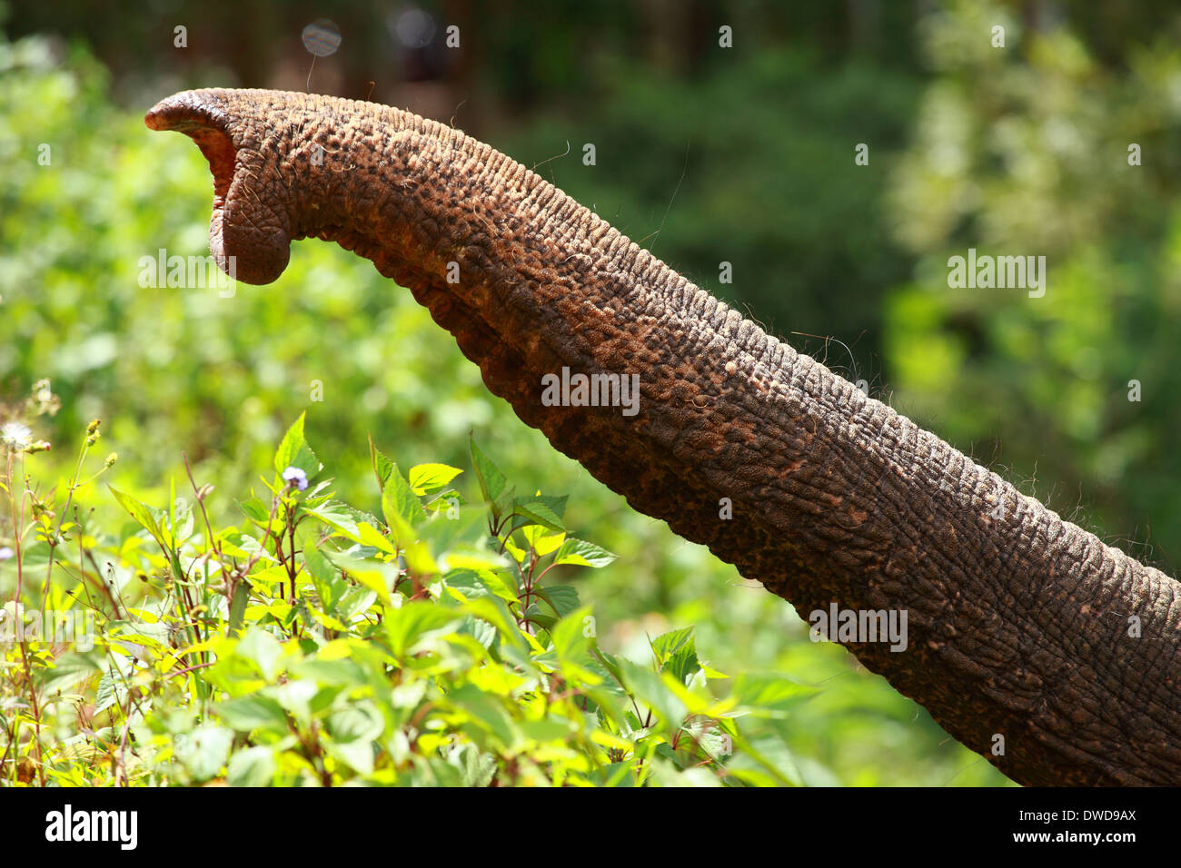 India and botswana hi-res stock photography and images - Alamy