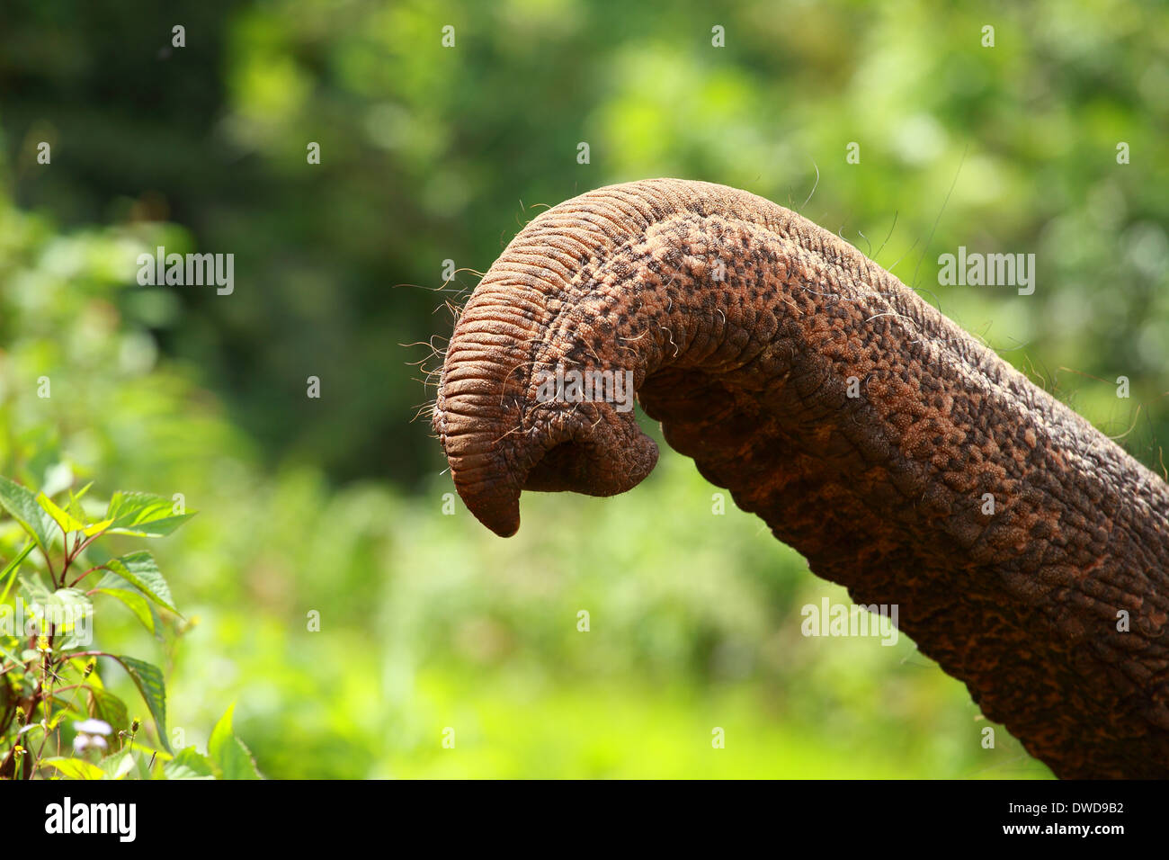 Flexible elephant trunk hi-res stock photography and images - Alamy