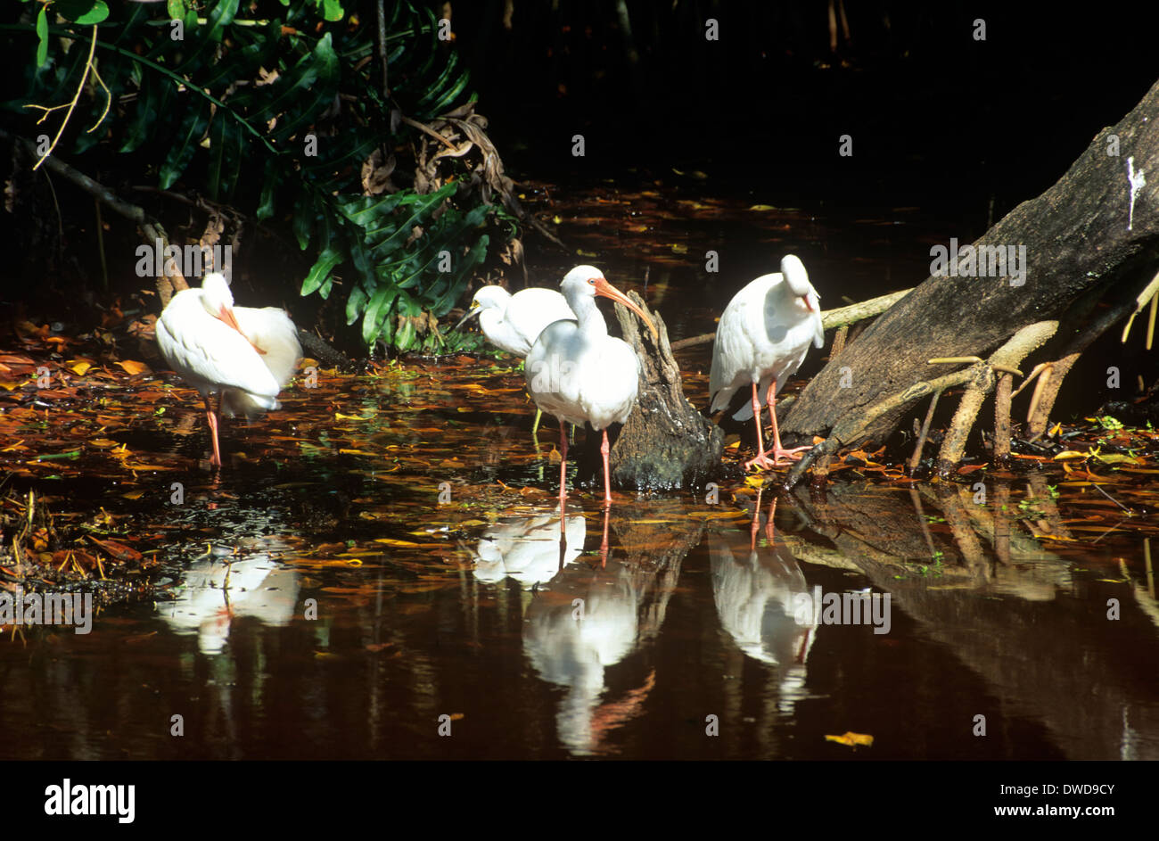 Ibis - J.N. "Ding" Darling National Wildlife Refuge, Sanibel Island ...