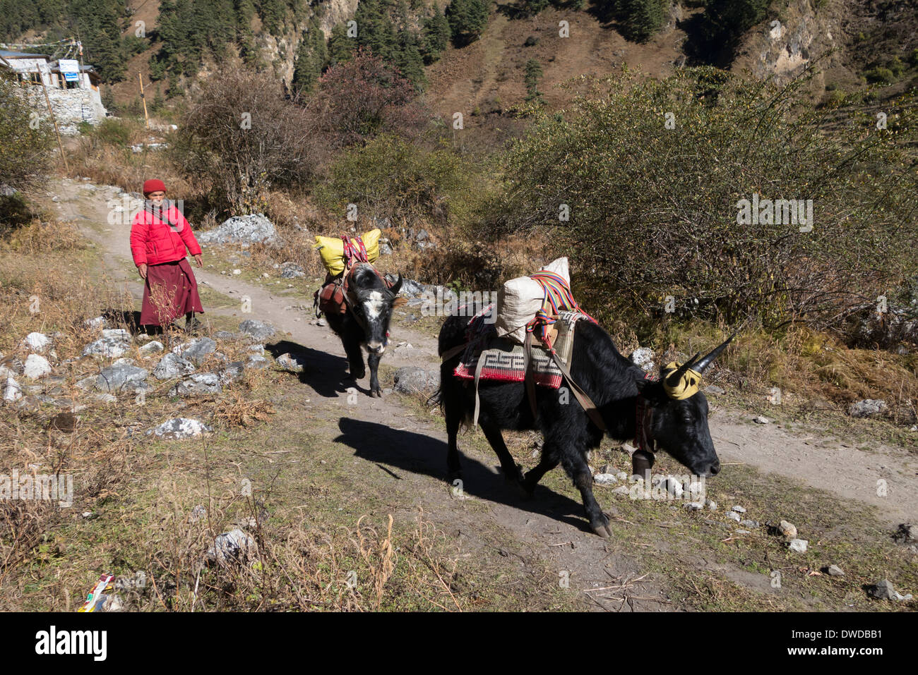 Dzos hi-res stock photography and images - Alamy