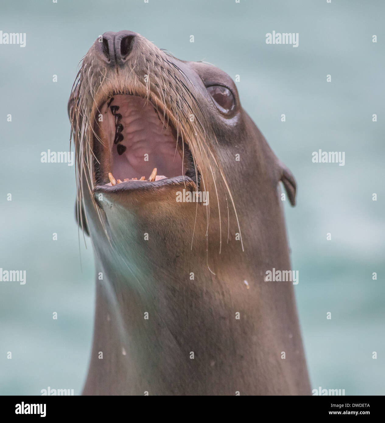 Shouting lion hi-res stock photography and images - Alamy