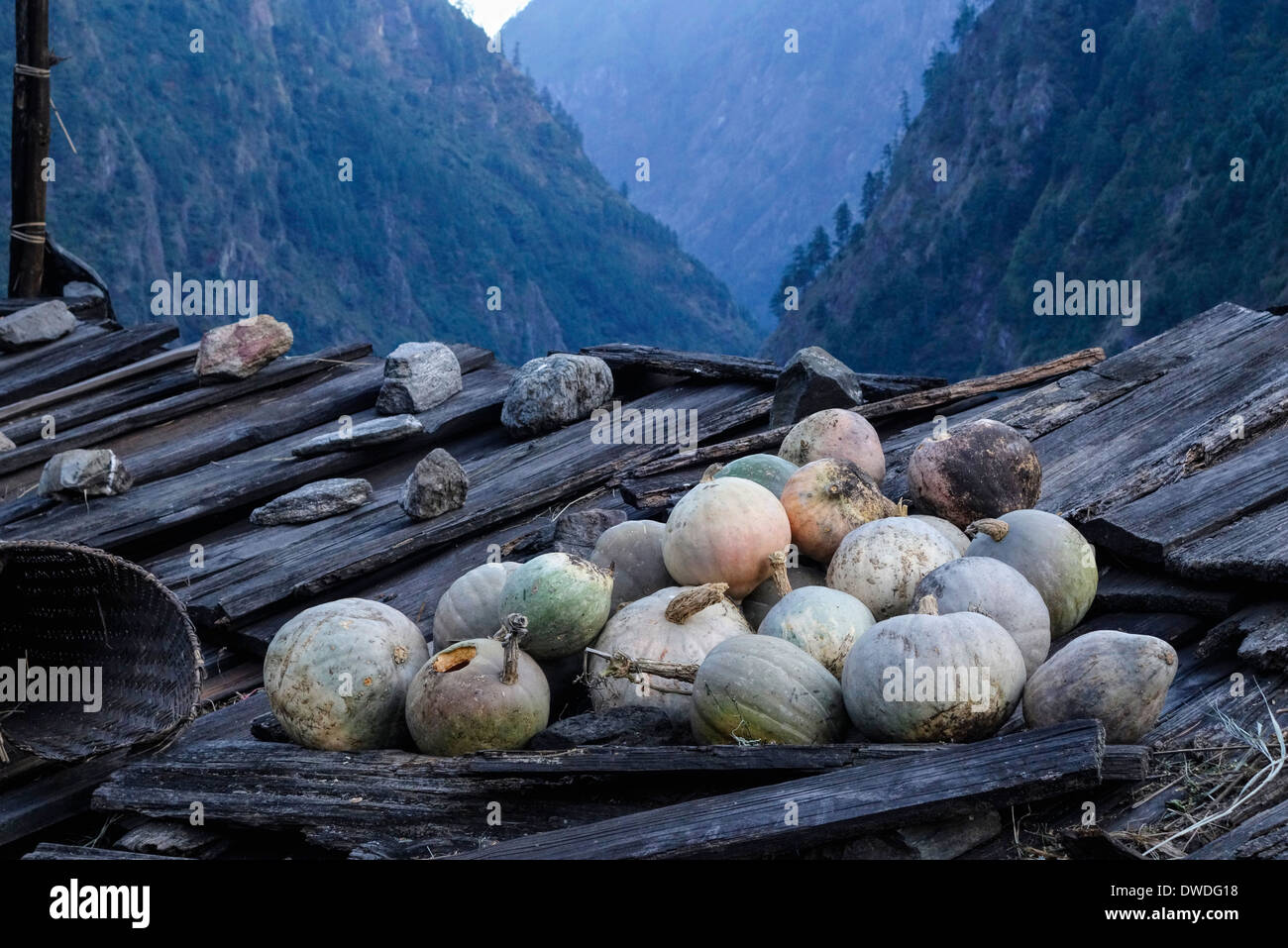 Squash curing on the roof of a house in the Manaslu region of Nepal ...
