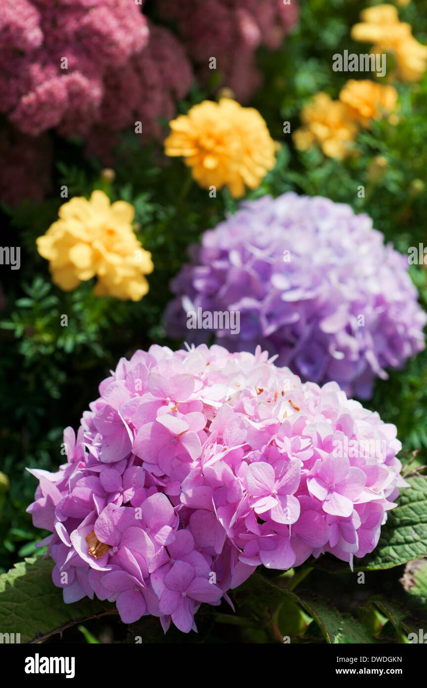 Floral garden hi-res stock photography and images - Alamy