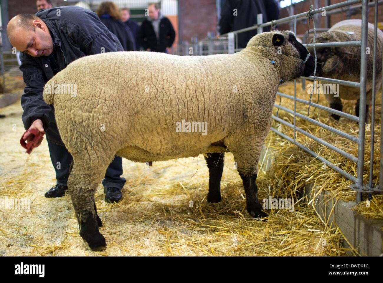 German black headed mutton sheep hi-res stock photography and images ...