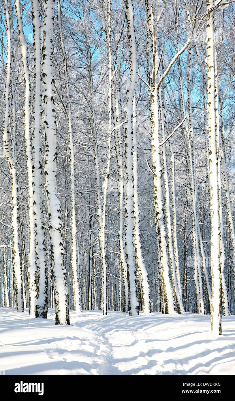 Walkway in sunny birch forest in January Stock Photo - Alamy