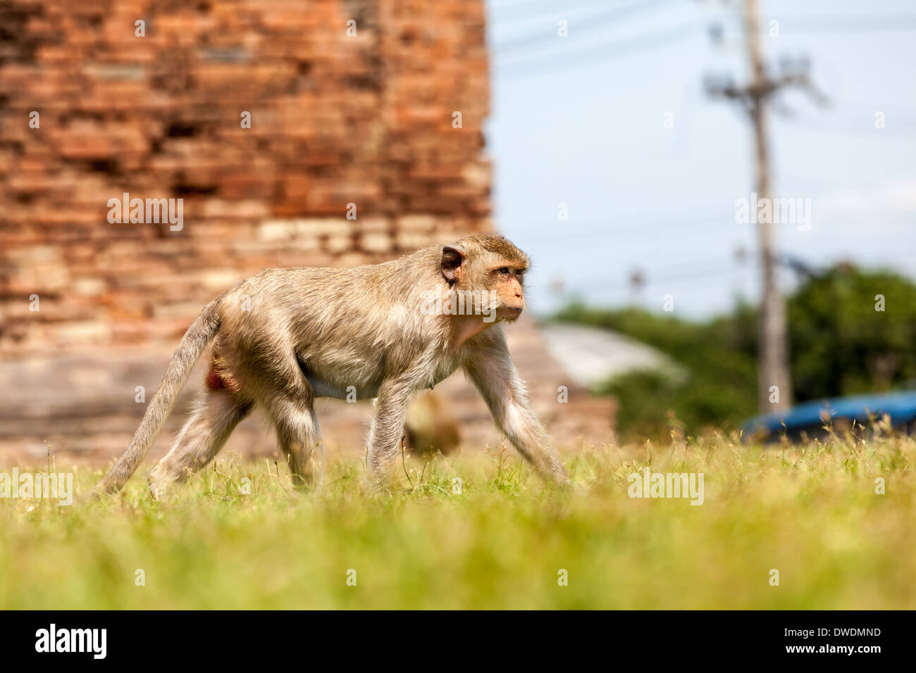 Monkey walking hi-res stock photography and images - Alamy
