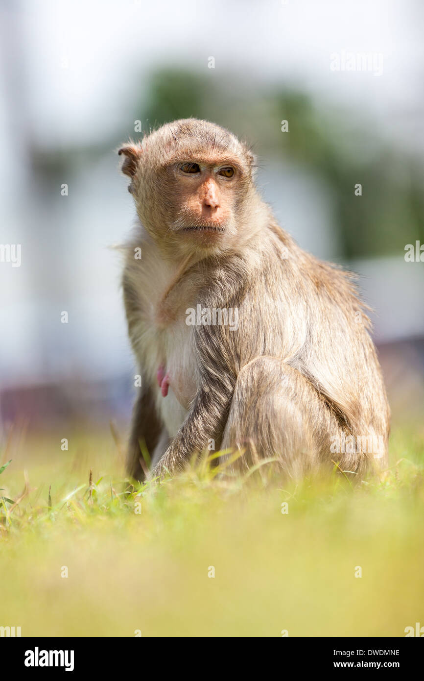 monkey looking around Stock Photo - Alamy